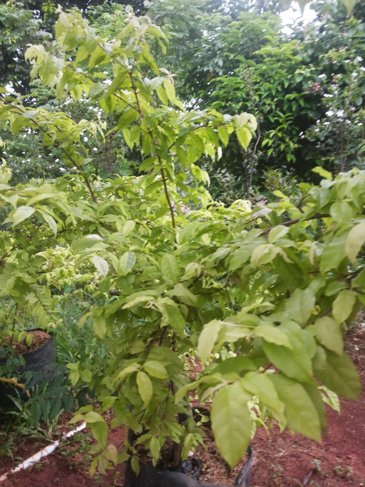 dome cemara felora: April 2014