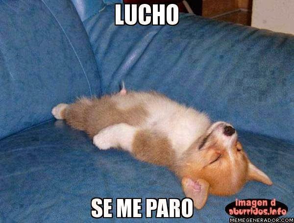 Memes de Internet: lucho, se me paro