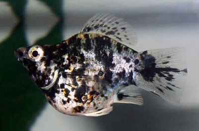 Shamudra Bilash: Sword Tail & Molly Fish