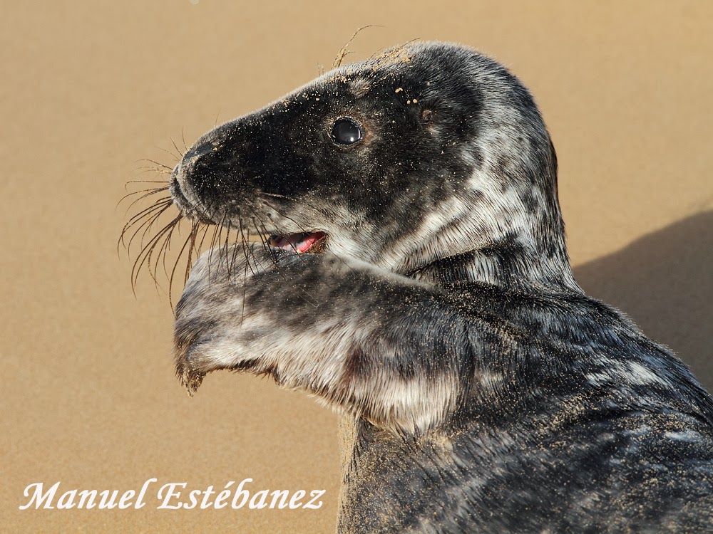 Miradas Cantábricas: Foca gris en Santoña I