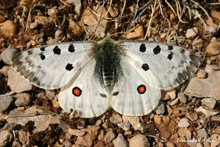 NATURALEZA Y MEDIO RURAL: MARIPOSA APOLO