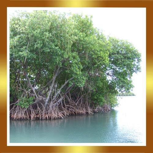 Guía del Plantabosques: MANGLARES