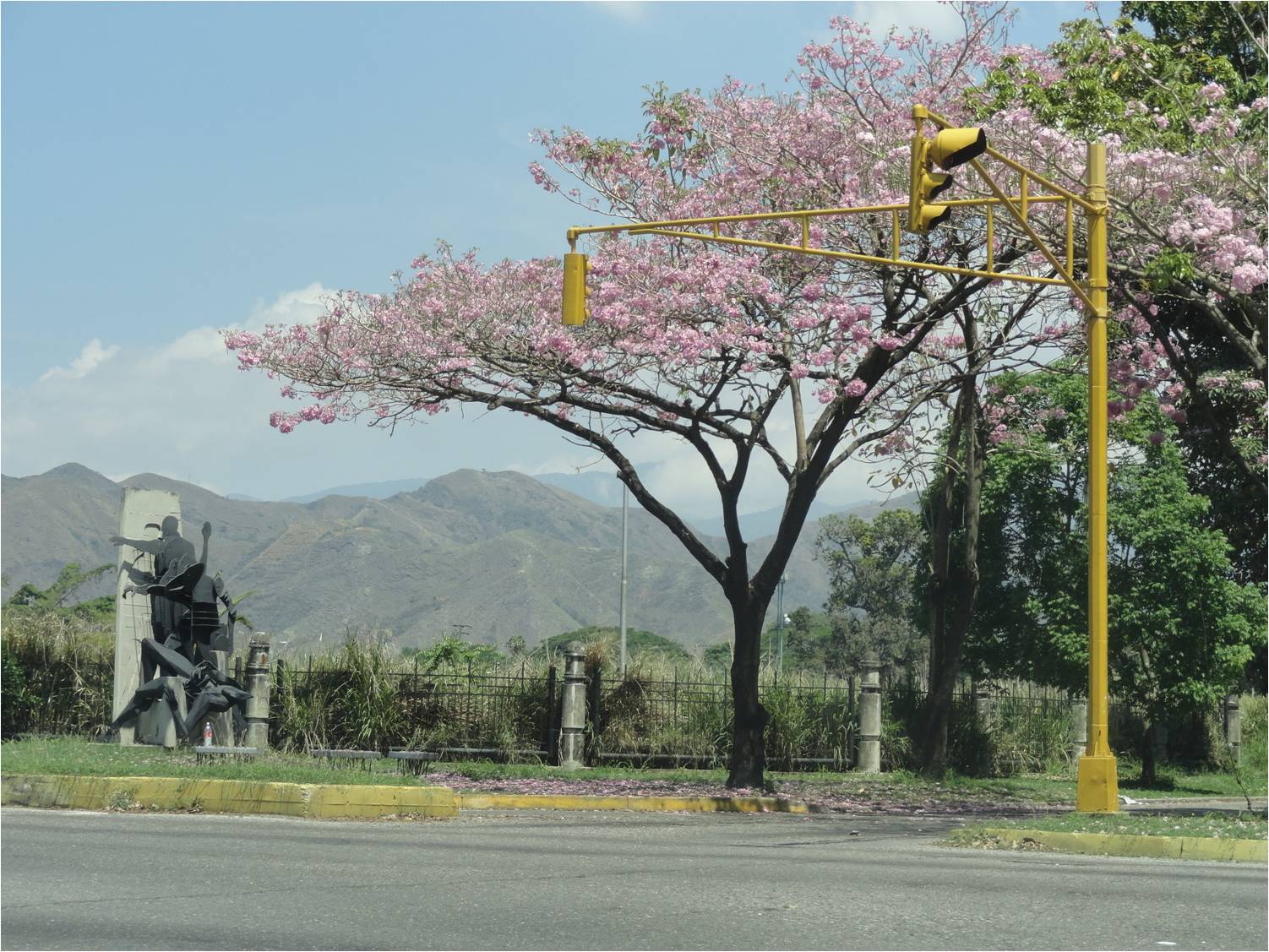 La Doctora De Las Plantas: Apamate (Tabebuia rosea) un árbol ...