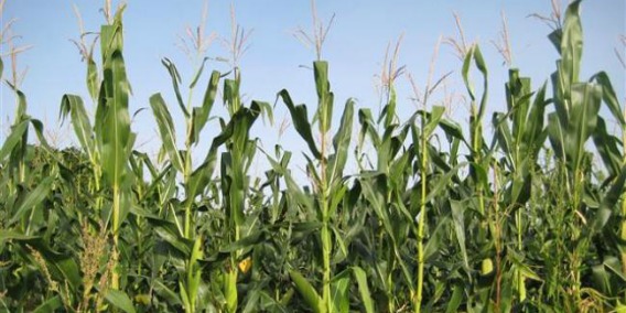 Panorama Rural, Ahora: MÈXICO: Fortalecen la milpa maya tradicional en ...