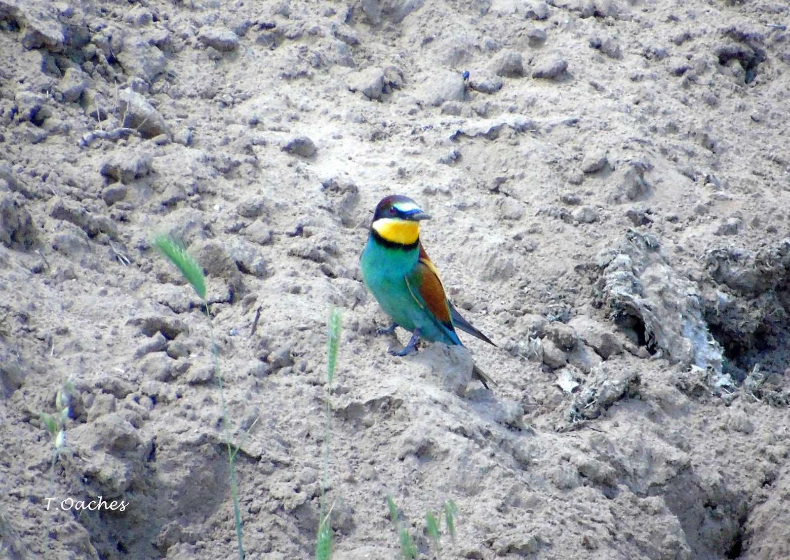 PASARI DIN ROMANIA: PRIGORIE, Merops apiaster
