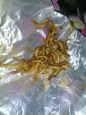 Pembiak Ayam Ratu LHK dan Malaysia Indio Gigante: Ulat roti sebagai ...