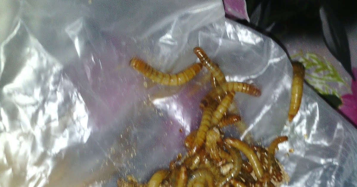 Pembiak Ayam Ratu LHK dan Malaysia Indio Gigante: Ulat roti sebagai ...