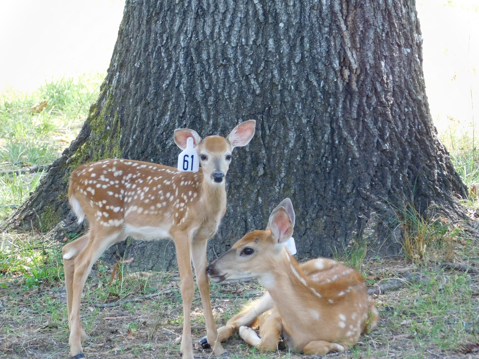 Endangered Education: Fawning Over Fawns