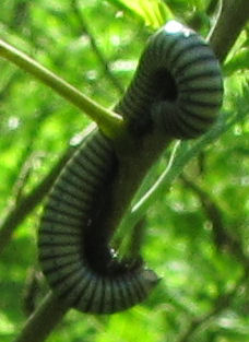 Foto Blog Puerto Rico: Gongolon o Mil Pies