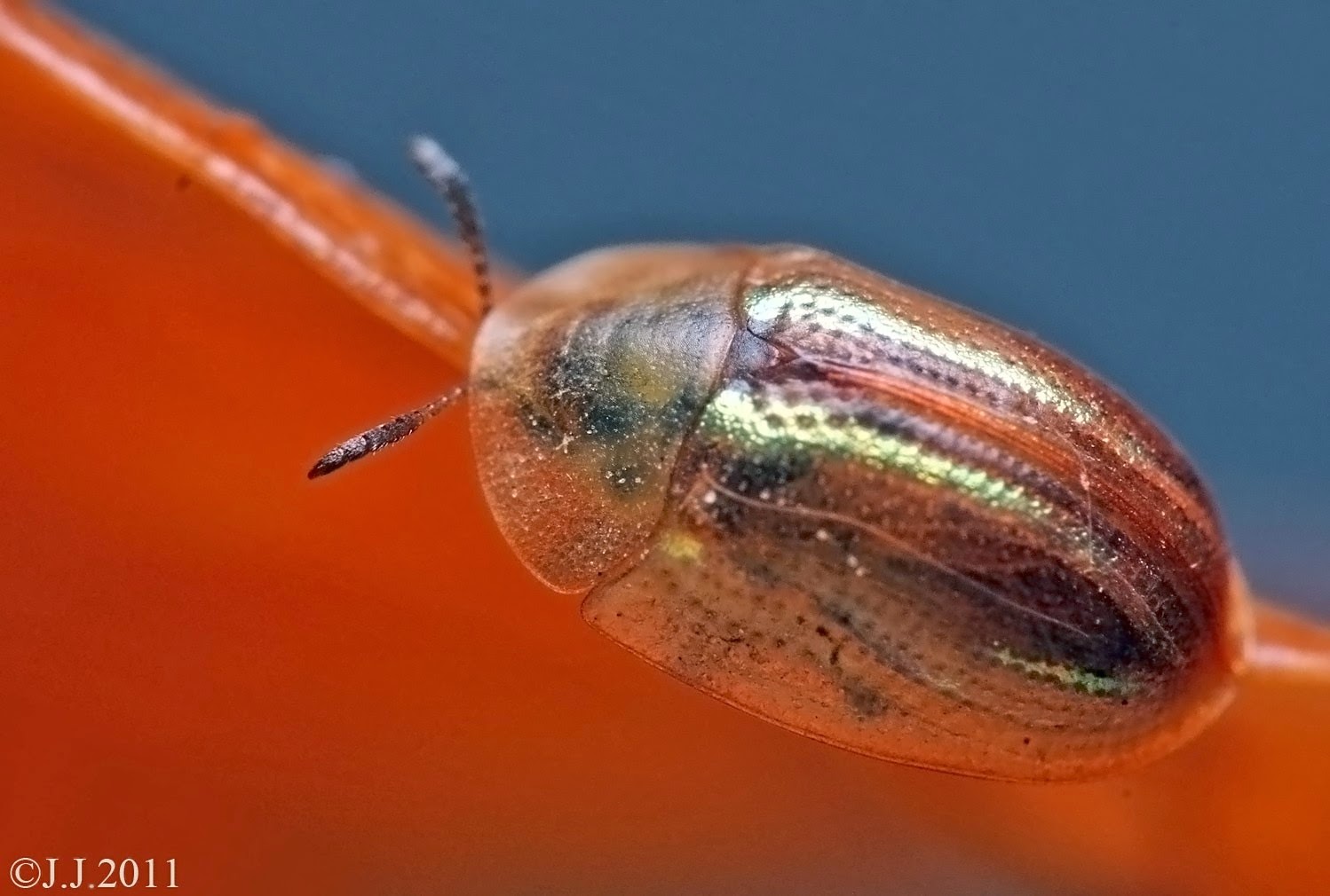 JJ's Photographic nature blog: The Beetles...