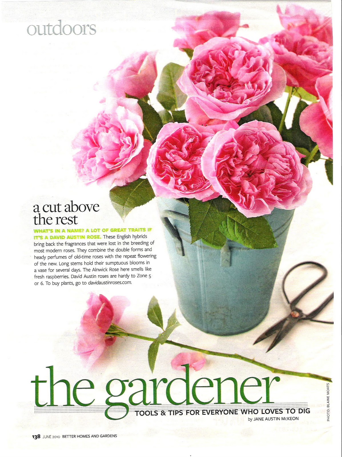 Antiques And Teacups: Pink Saturday English Roses Glorious Pink