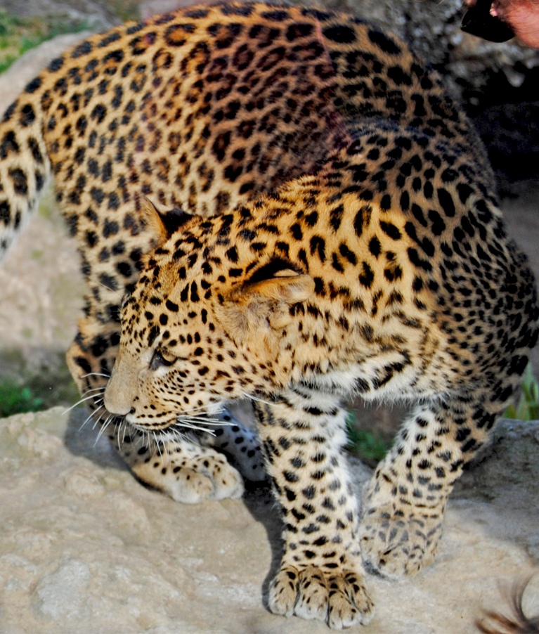 Mundo Animal : agosto 2012