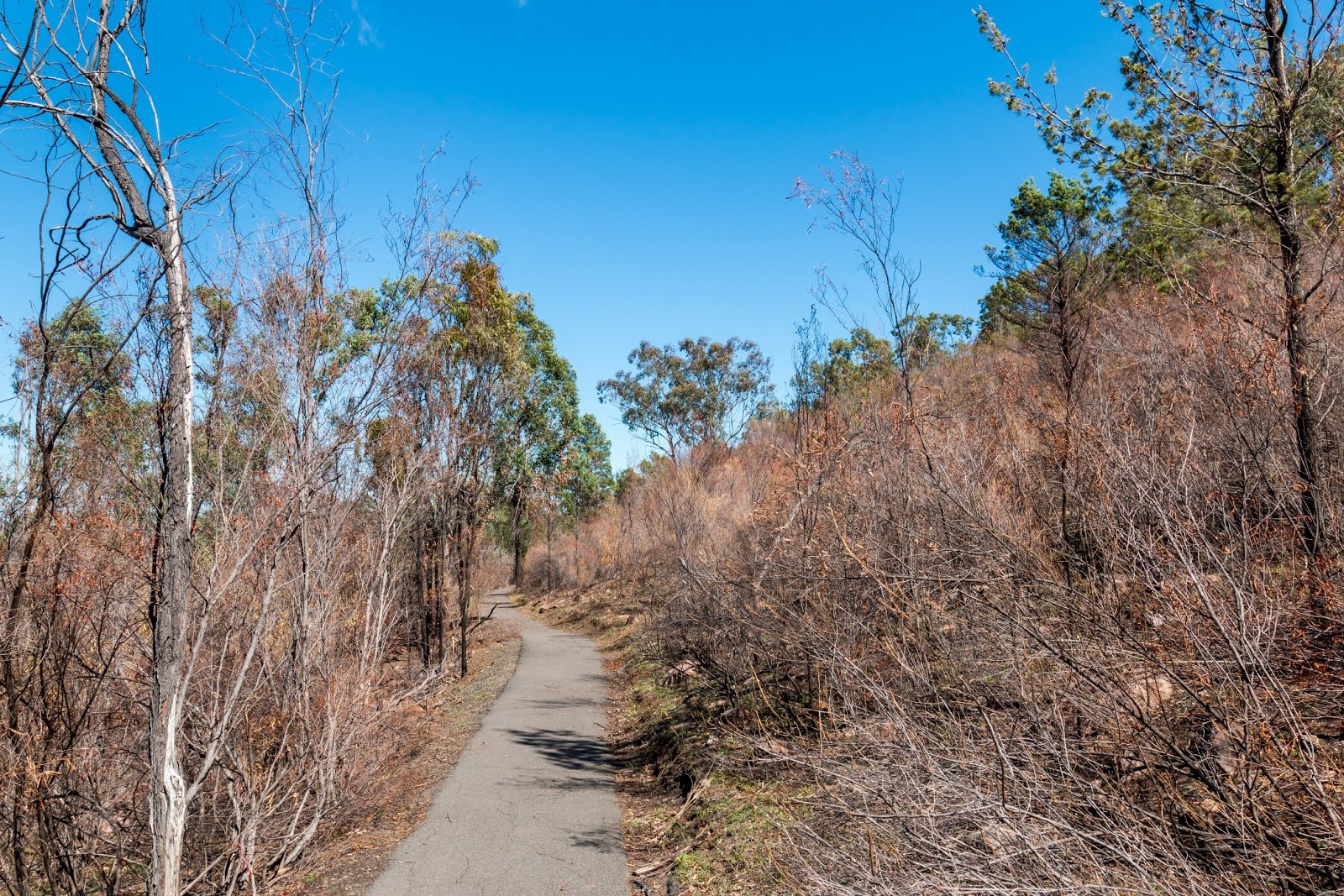 National Park Odyssey: Sawn Rocks, Mount Kaputar National Park, NSW.