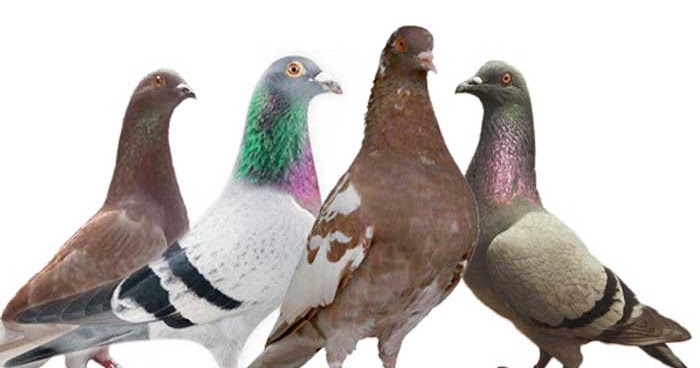 Burung Dara Tritis Blantong Agus Merpati Hias - Macam Macam Burung