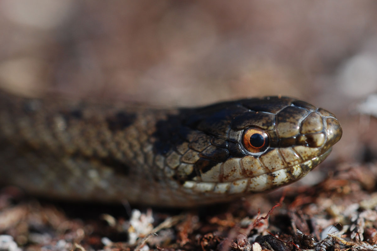 Yorkshire Field Herping and Wildlife Photography: A Little Herping in ...