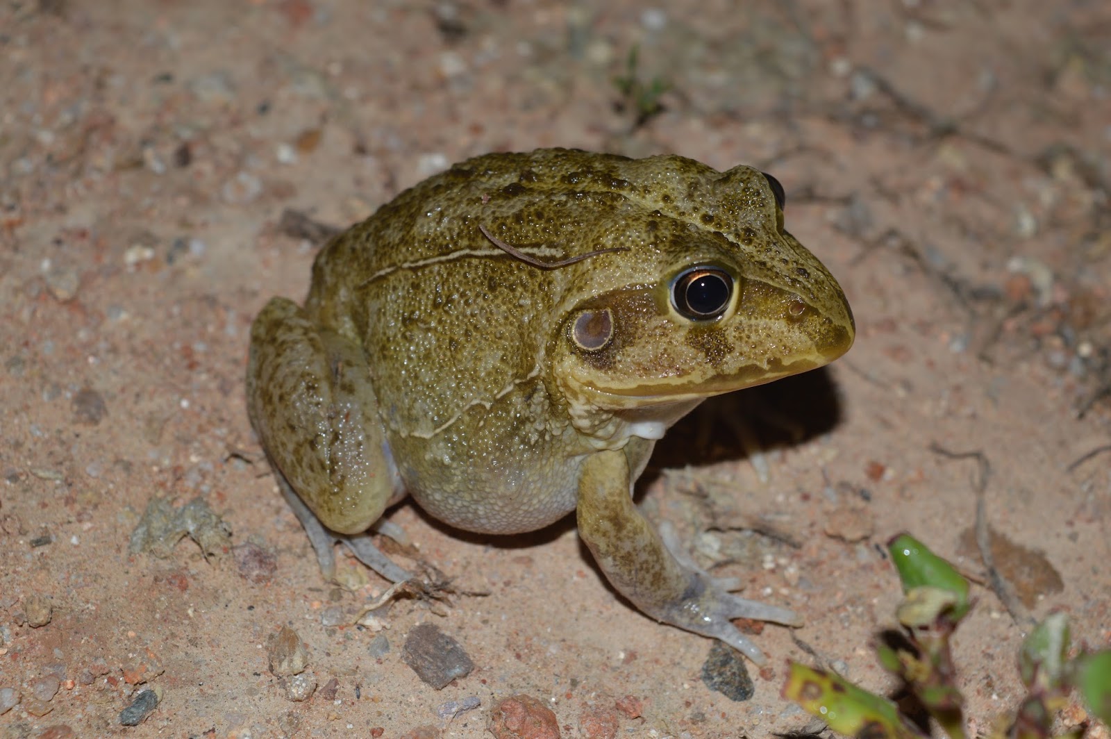 Drop-Bears and Drop-Kicks
