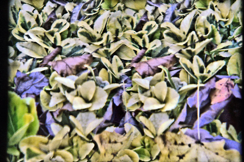 Don Schaeffer's Photos and Art: Stereograms