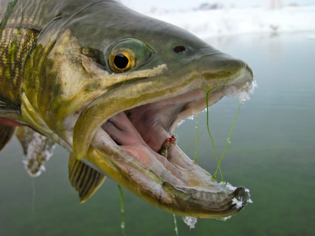 Trout Teeth