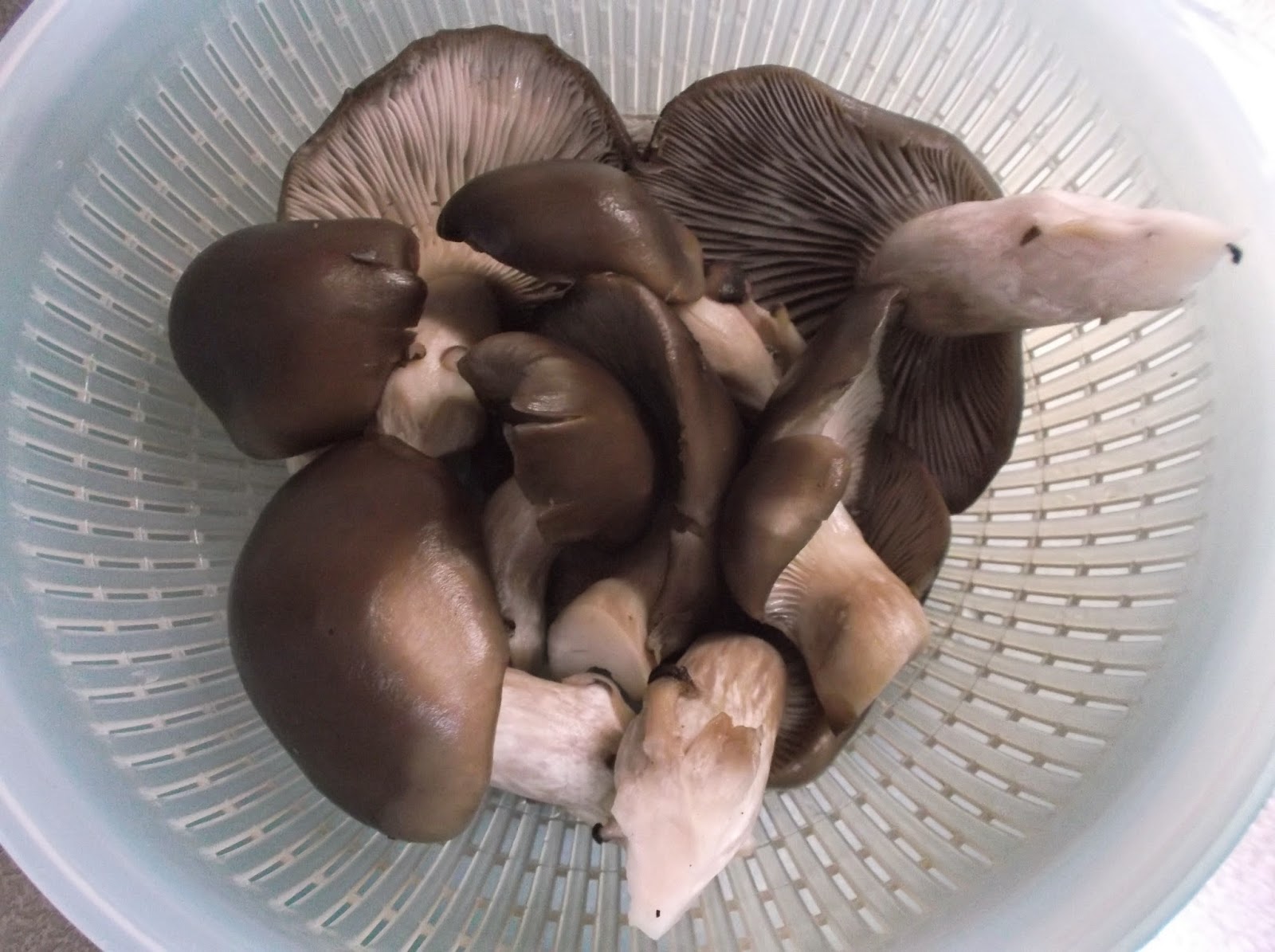 Hiroyuki's Blog on Japanese Cooking: Our First Mushroom Nabe in This ...