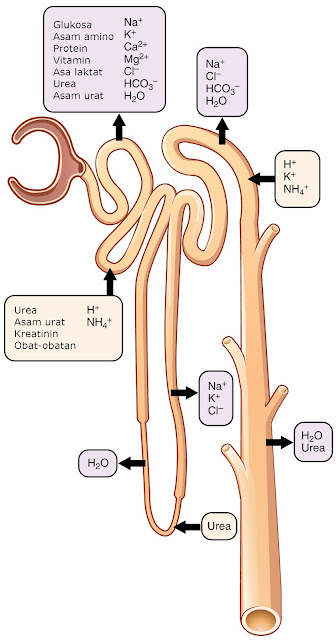 Nefron Ginjal (Artikel Lengkap) | Referensi Online Ku