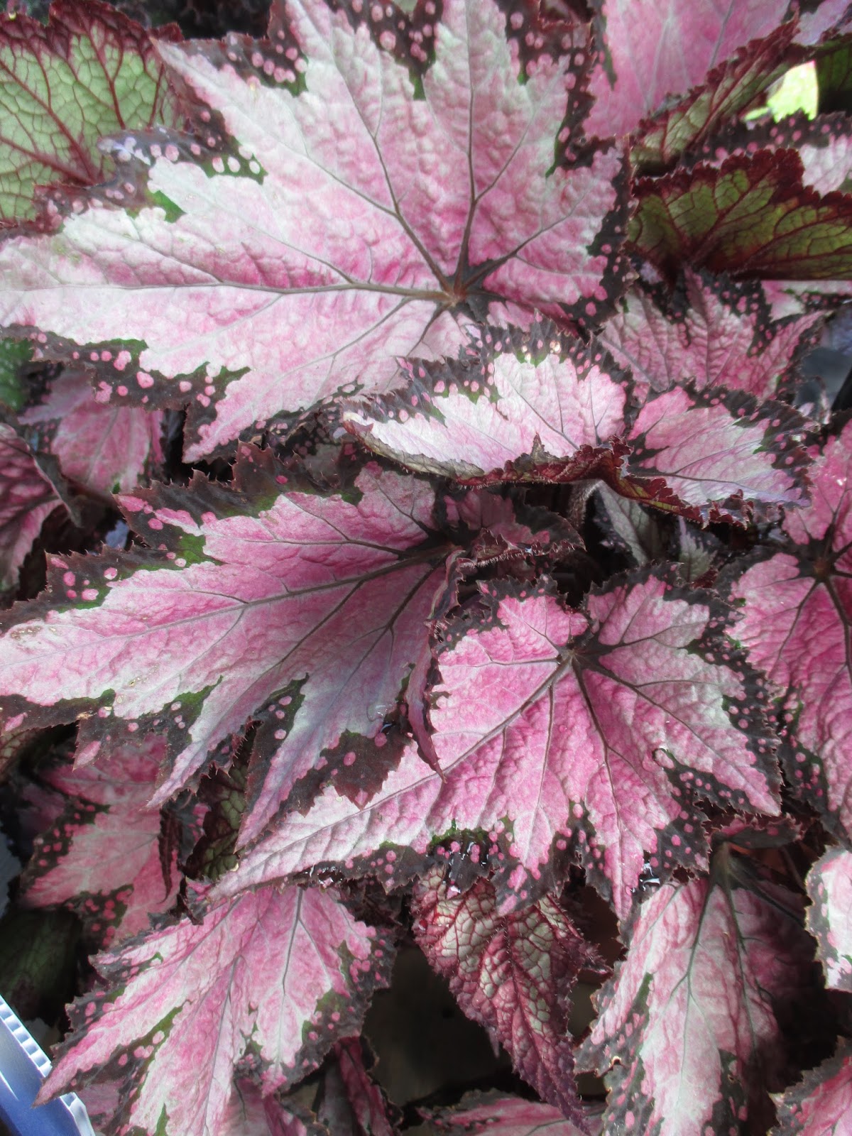 Curious what these begonias are. The speckled one might be ‘Ideal ...