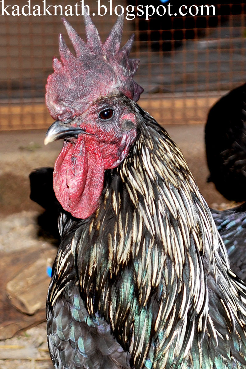 PIONEERS IN ORIGINAL KADAKNATH CHICKEN: Kadaknath chicken picture