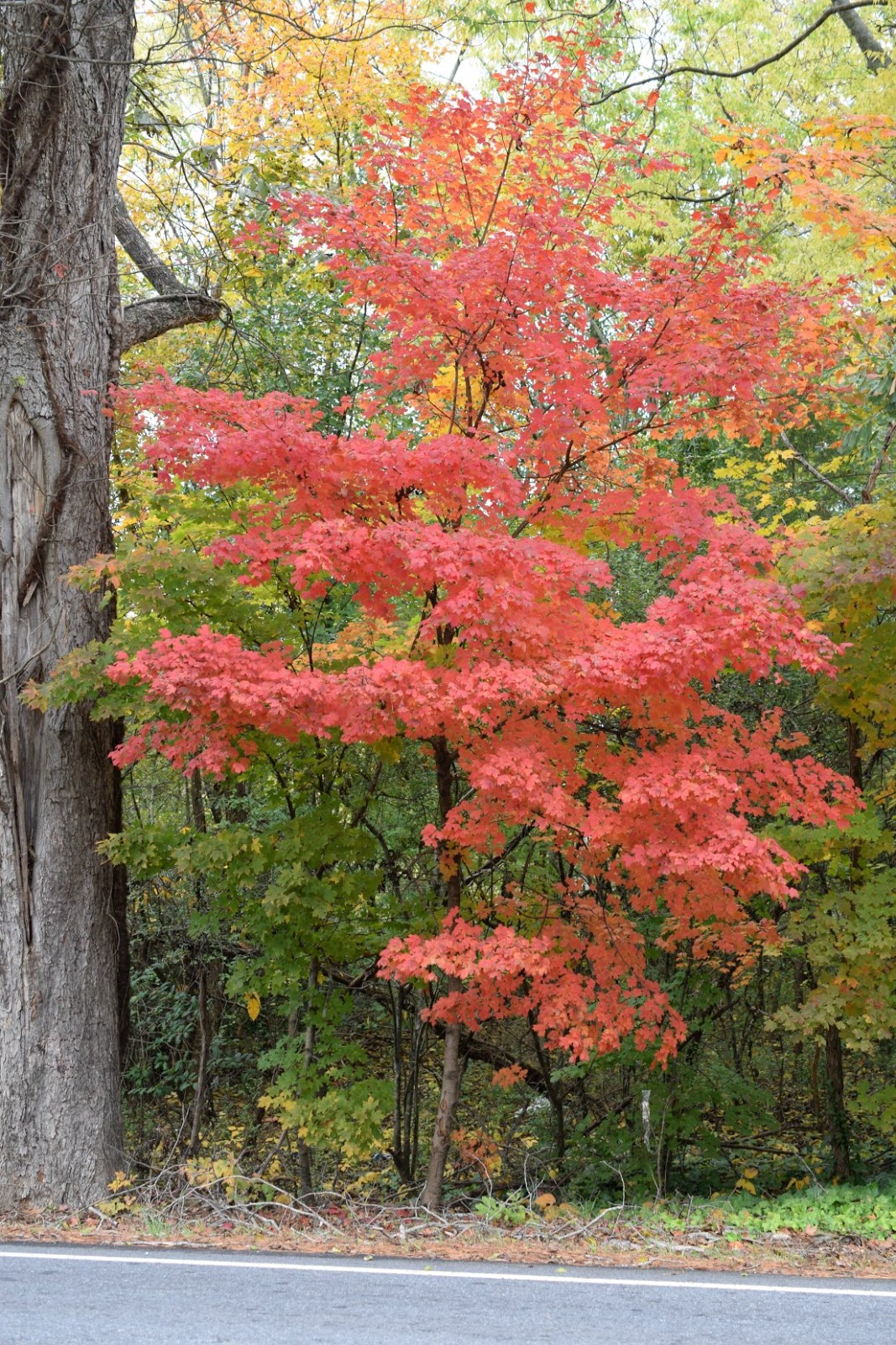 Using Georgia Native Plants: Small Trees with Good Fall Color