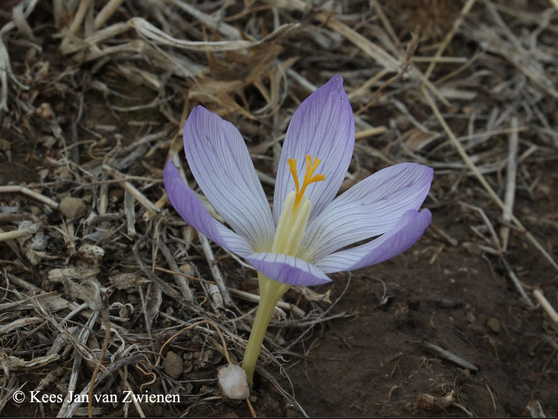 The Country Of Crocuses: Crocus kotschyanus subsp. hakkariensis