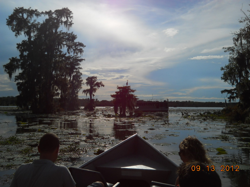 Louisiana Swamp Tours: Bald Eagles on Louisiana Swamp Tours