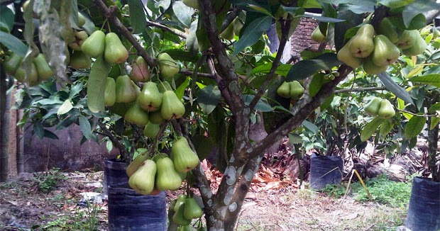 Memilih Jenis Jambu Air Terbaik Untuk Dibudidayakan | inspirasi sehat id