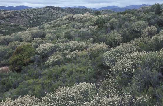 The California Chaparral: The Chaparral
