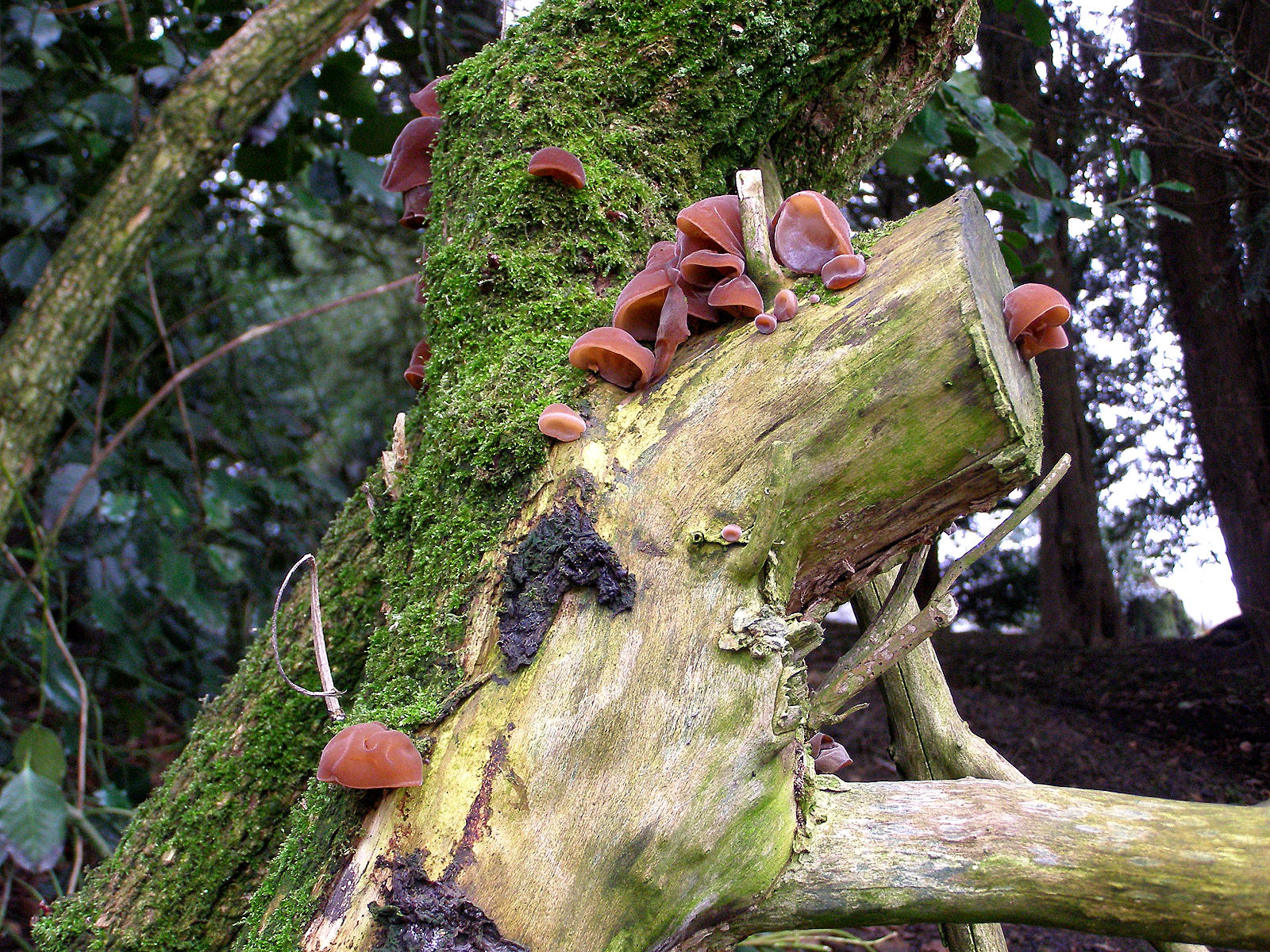 Random Jottings: Ear! Ear!