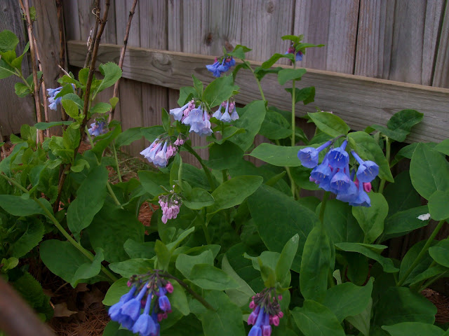 Beyond The Garden Gate: The glory of spring