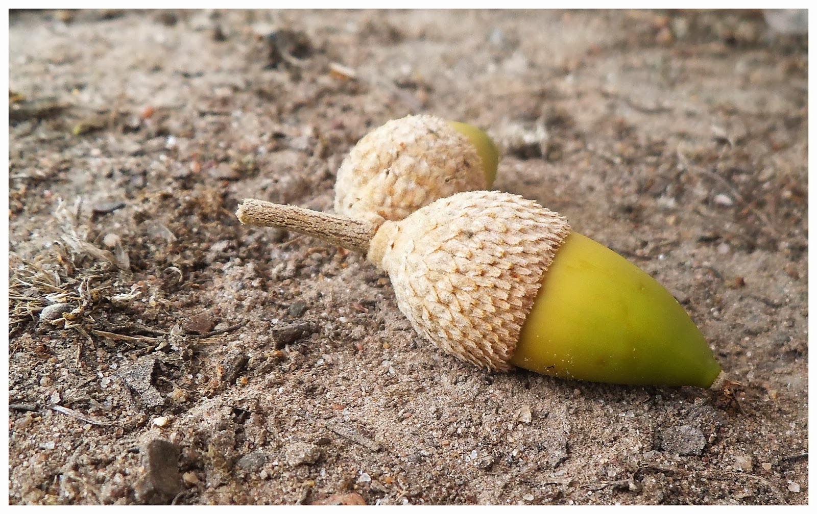 IMAGINA ARIAS MONTANO: Ganadores del Concurso de Fotografia de San ...