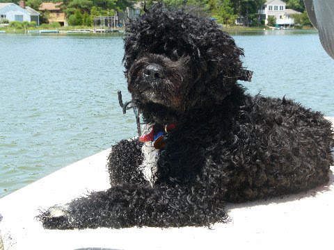 Blue Run Portuguese Water Dogs: Joy/Shamu breeding: puppies due in ...