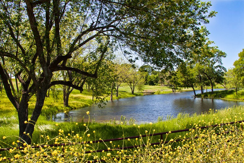 Vine and Branch: Here are a couple of options. Which one describes you ...