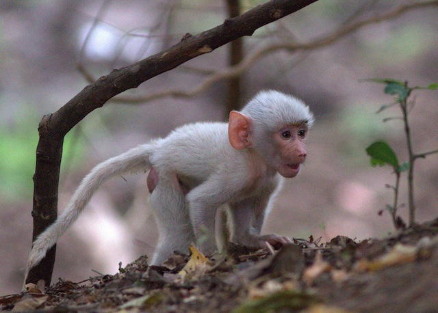 Albino Baboon
