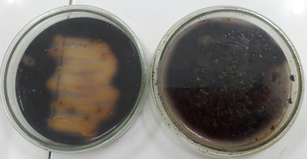 SENTHIL PRABHU SIVASAMY: Starch Hydrolysis Test
