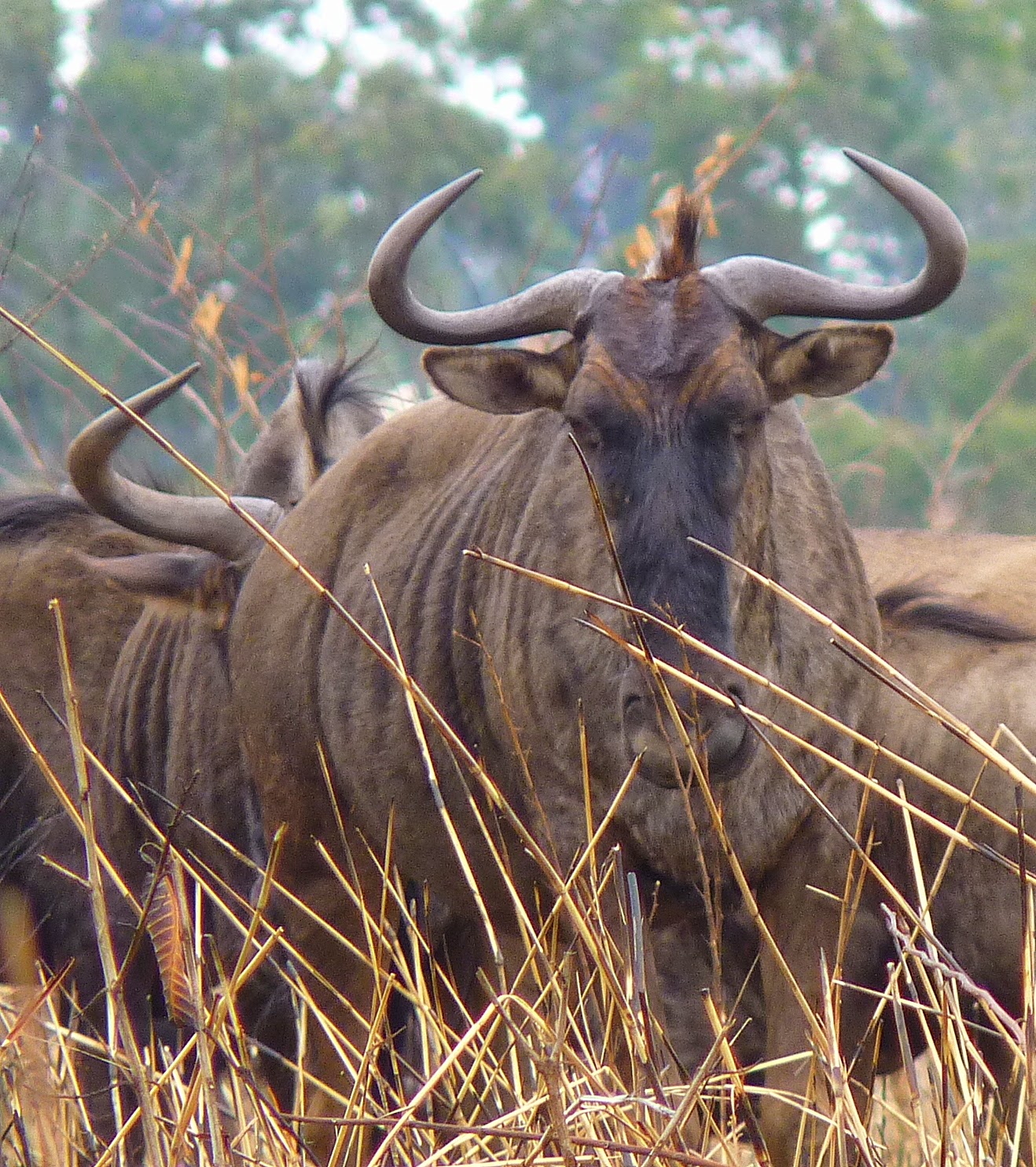 Birding For Pleasure: SATURDAY CRITTERS - Animals in Malawi