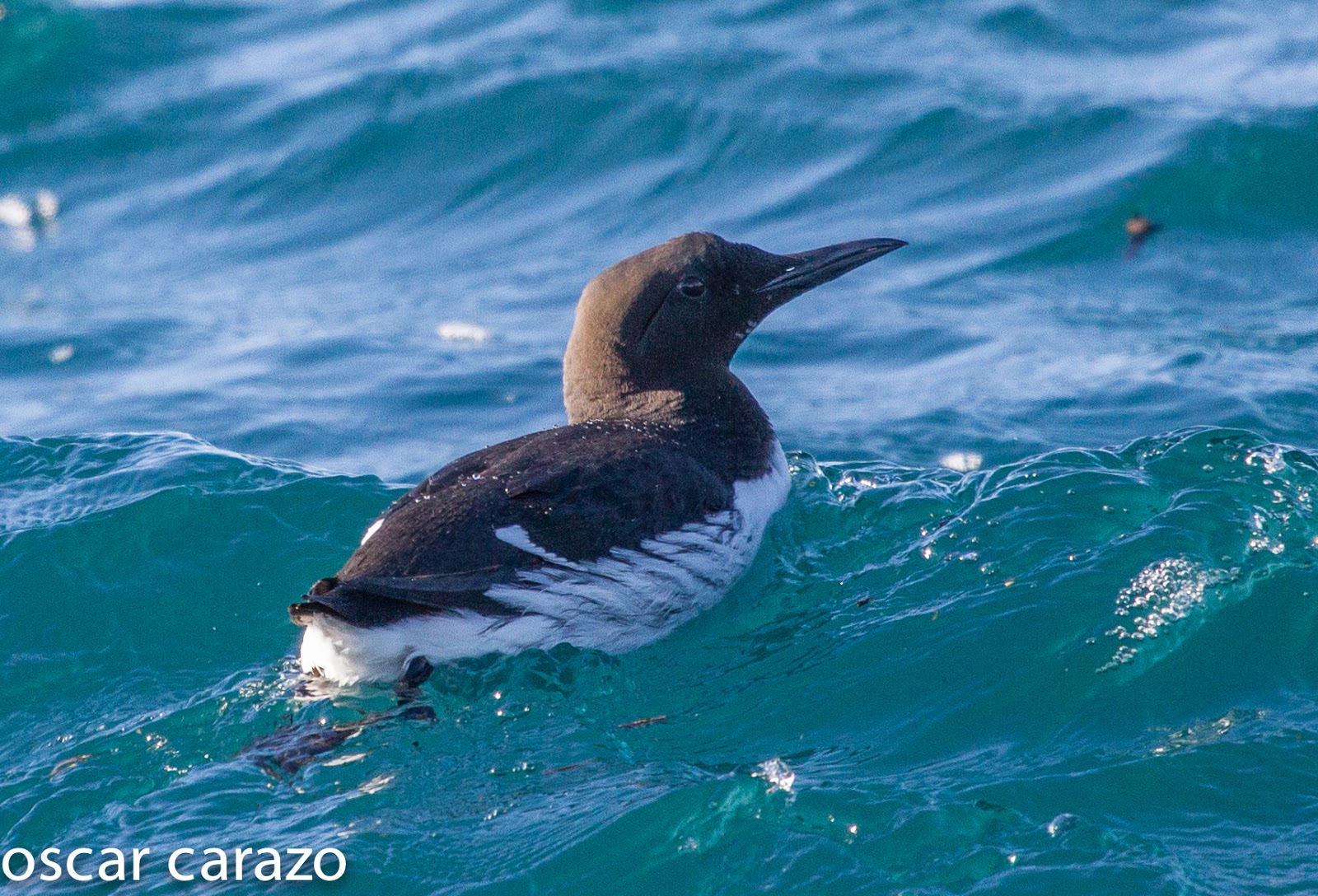 AVESANTURTZI: MARINAS CON LURGAIA II (PAGALO GRANDE Y ARAO)