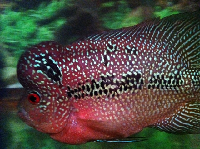 Flowerhorn The Hybrid Cichlids: Vietnam Red Tanking Kamfa ( F1 X F2)
