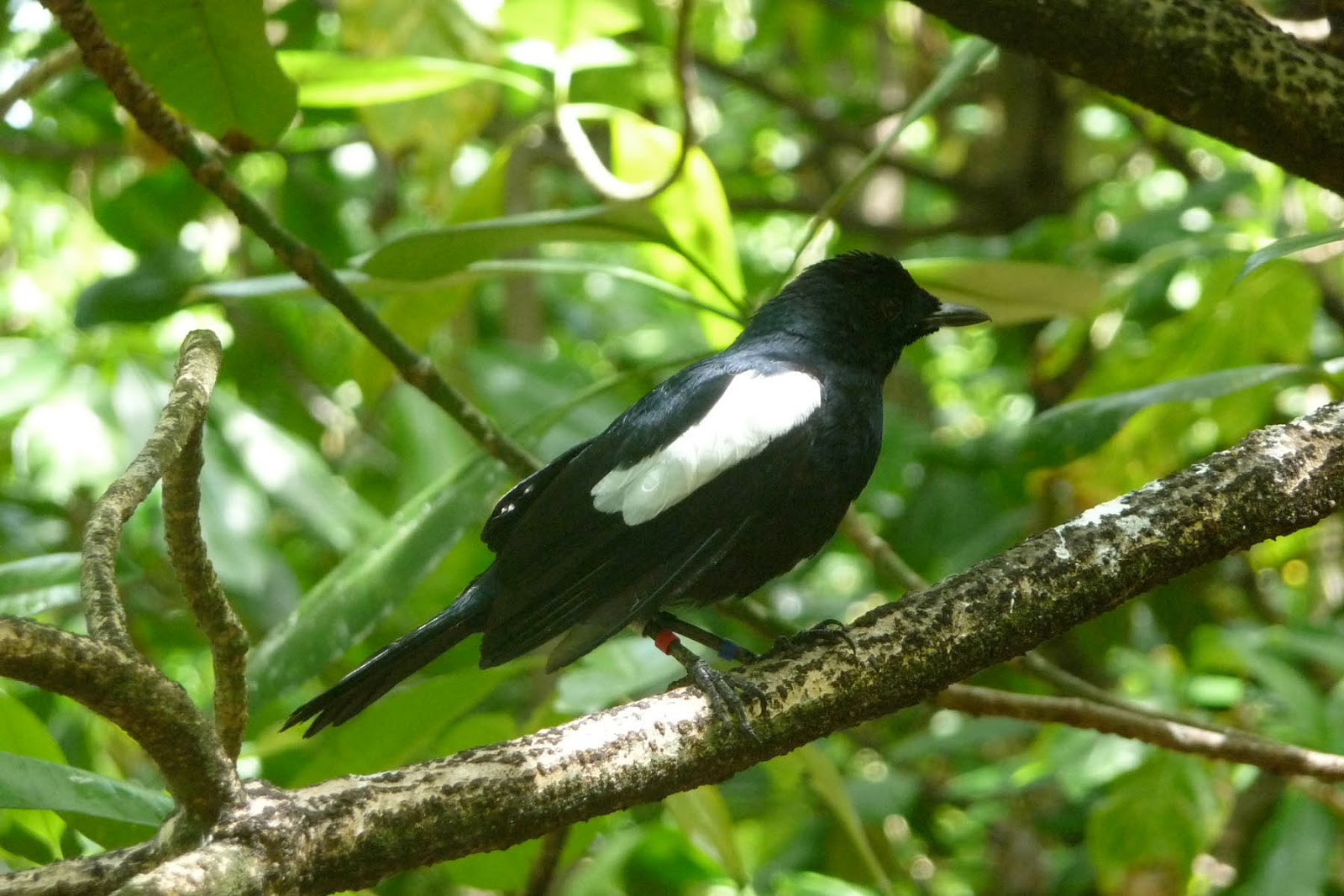 Hipster Birders: The Resilient Seychelles Magpie-Robin