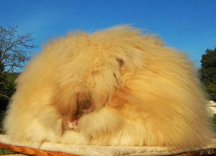 The Most Fluffy Bunny in the World - Ye Kya Chutiyapa Hai