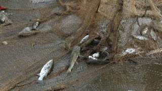 Culture Of Goa: Fishing in goa