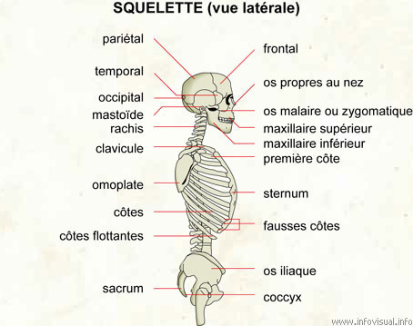 ÇAVA, Inc.: Sciences (anatomie) - Combien d'os renferme le squelette ...