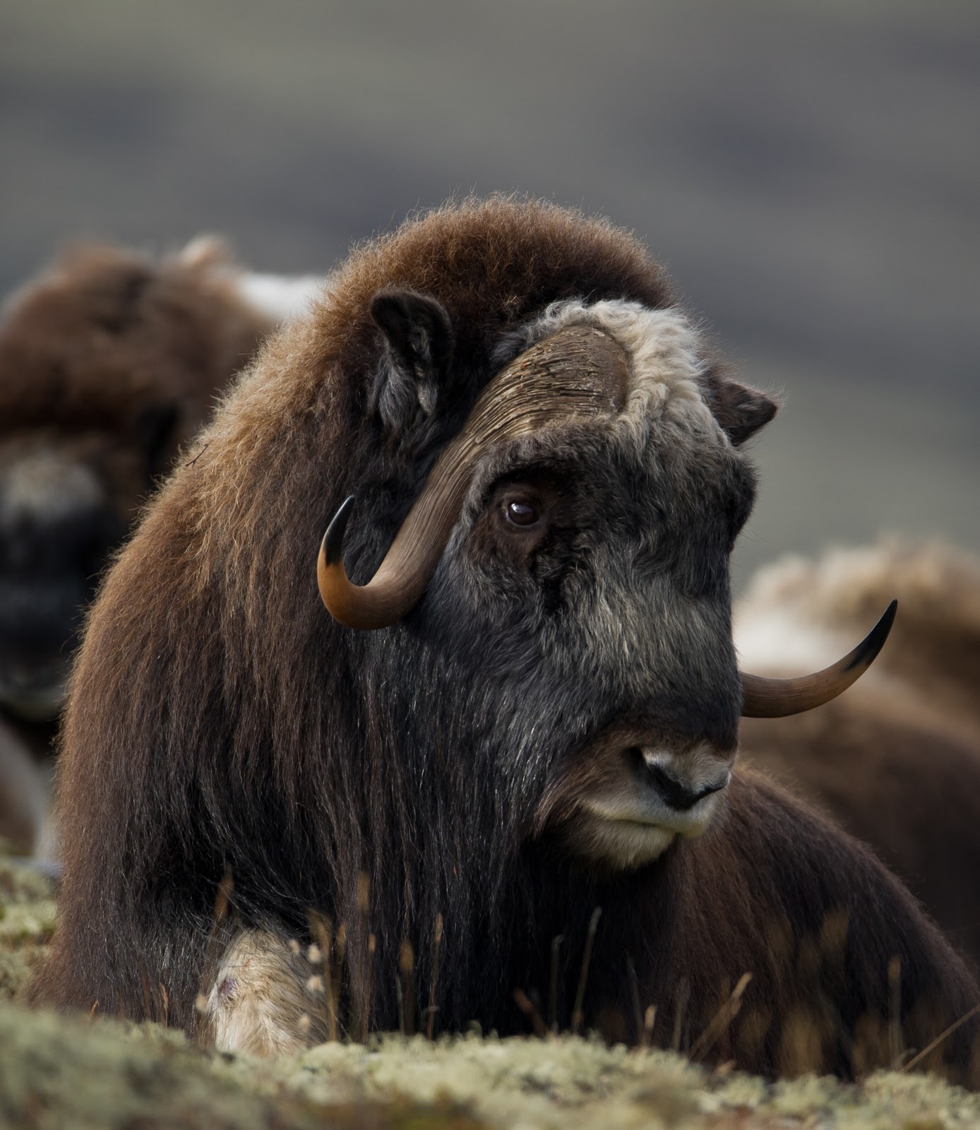 Roger Brendhagen: Fotograf Vs Moskusfe