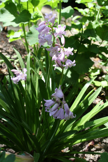 Madelief: The sweet smell of spring