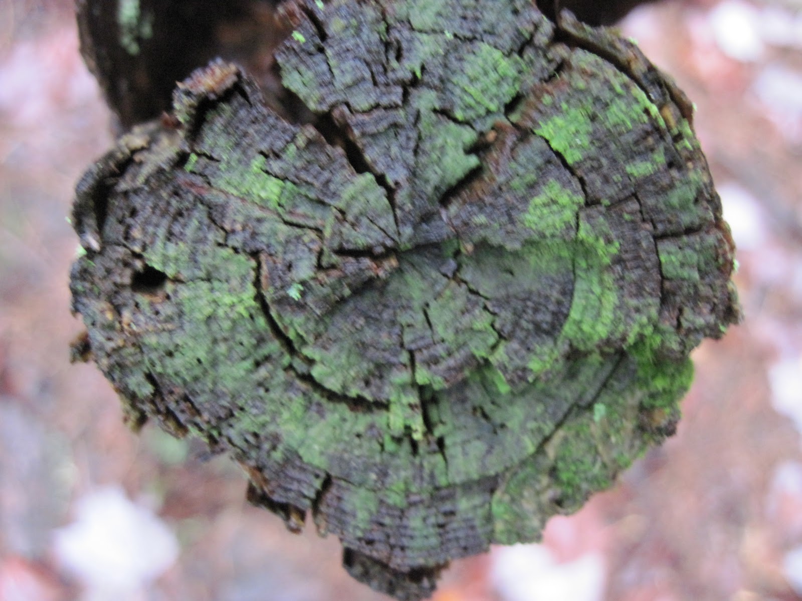 RavenWood Forest: Whirling Water and Tinkling Drops
