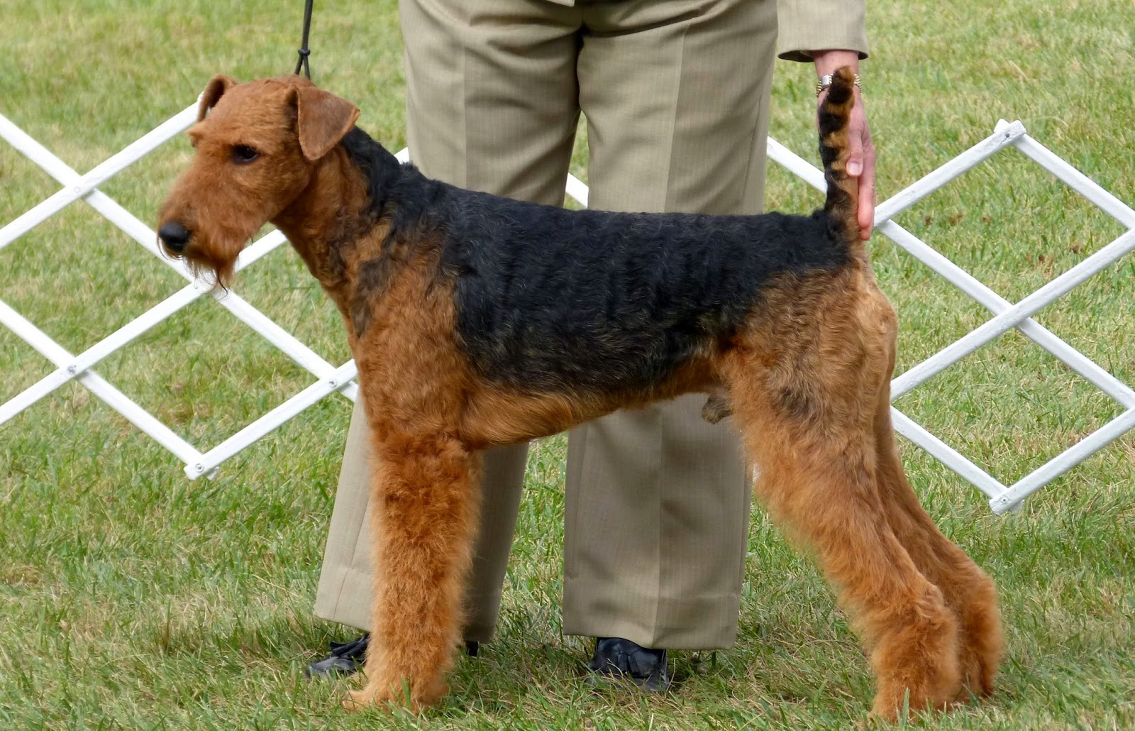 Ray's Retirement: Airedales at the Montgomery County Kennel Club ...