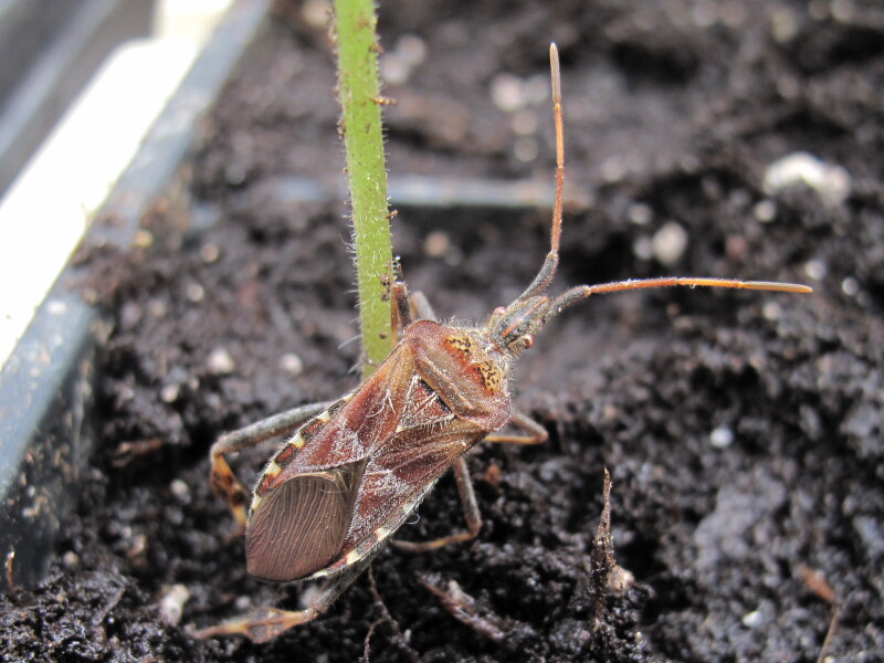 The Joyce Road Neighborhood: Western Conifer Seed Bug